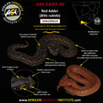 Red Adder - African Snakebite Institute