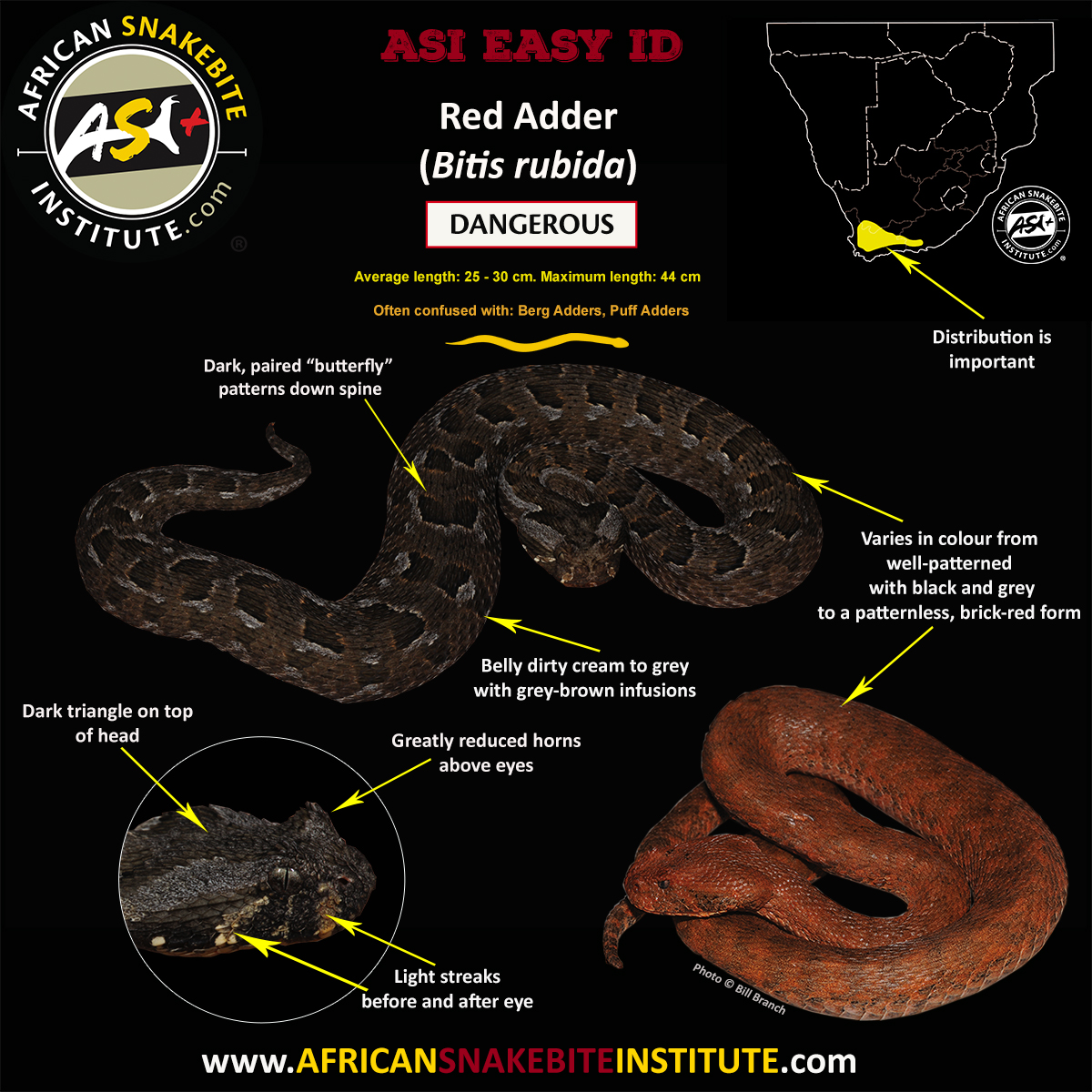 Red Adder - African Snakebite Institute