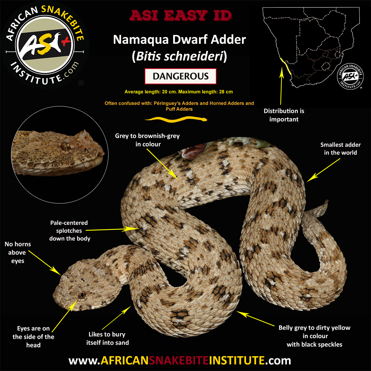 Namaqua Dwarf Adder - African Snakebite Institute