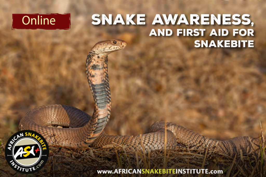 Online Course - Snake Awareness and First Aid for Snakebite - African ...