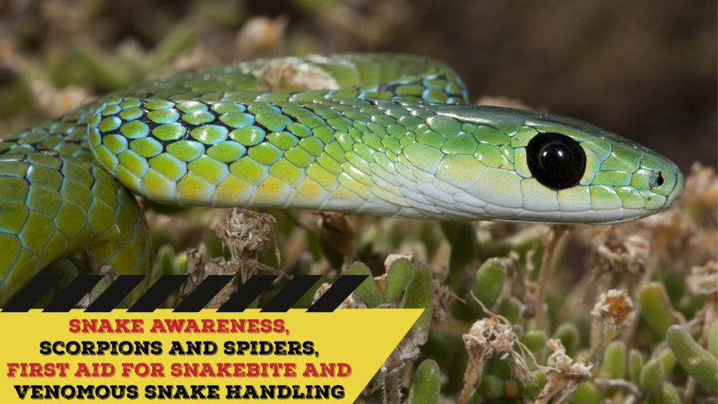 Snake Awareness & Venomous Snake Handling (Howick, KwaZulu-Natal ...