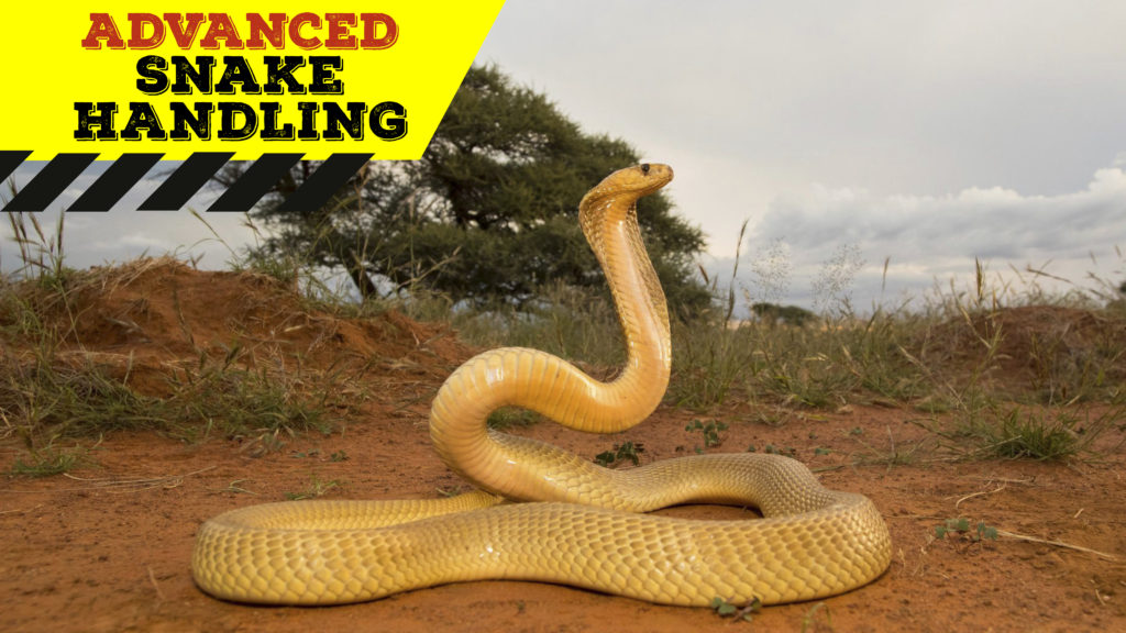 Advanced Snake Handling (Gauteng) - 2020-11-01 - African Snakebite ...