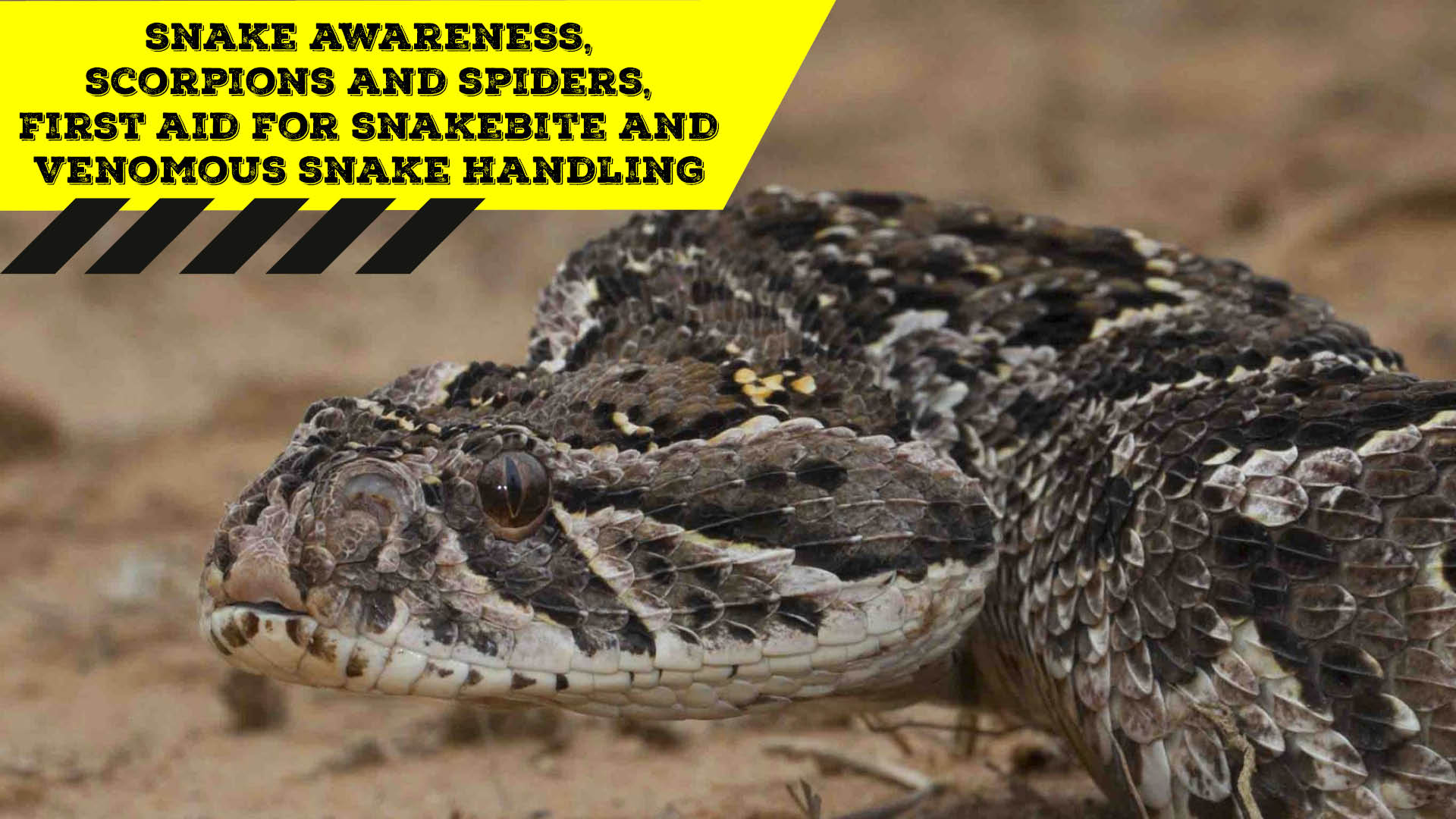 Snake Awareness & Venomous Snake Handling (Gauteng) - 2020-12-05 ...