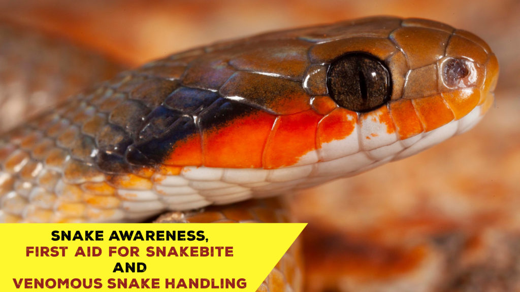 Snake Awareness & Venomous Snake Handling (Gauteng) - 2020-11-20 ...