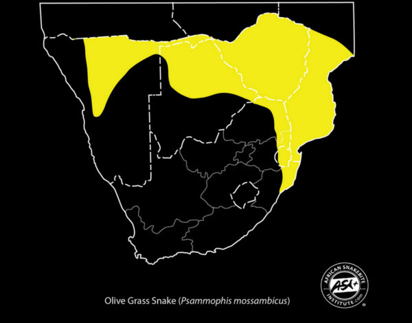 Olive Grass Snake - African Snakebite Institute