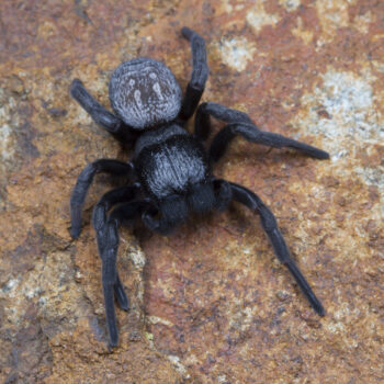 Velvet Spider - African Snakebite Institute