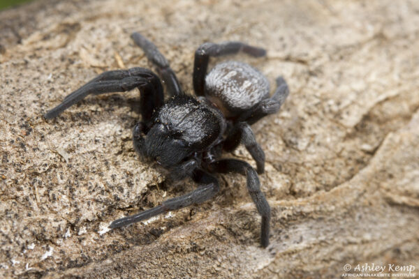 Velvet Spider - African Snakebite Institute