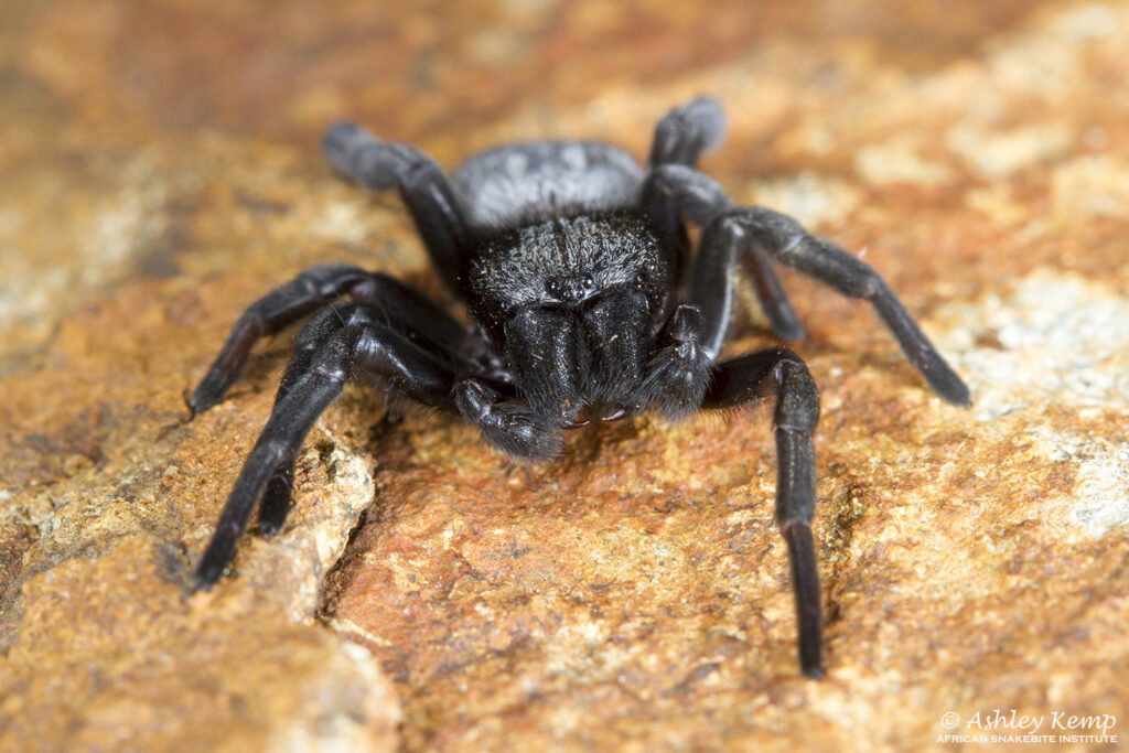 Velvet Spider - African Snakebite Institute