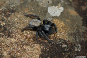 Velvet Spider - African Snakebite Institute