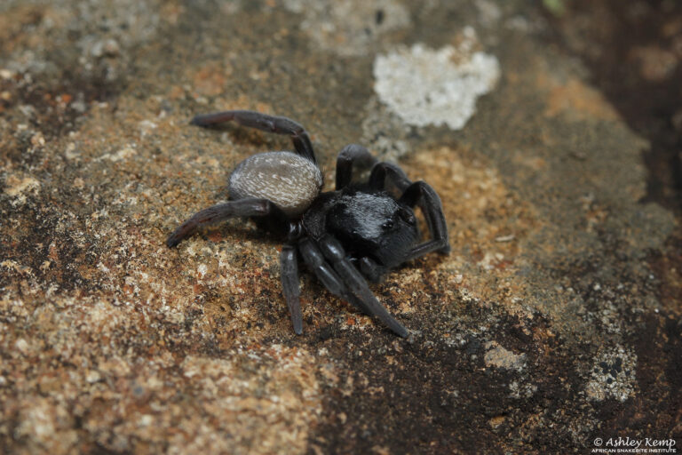 Velvet Spider - African Snakebite Institute