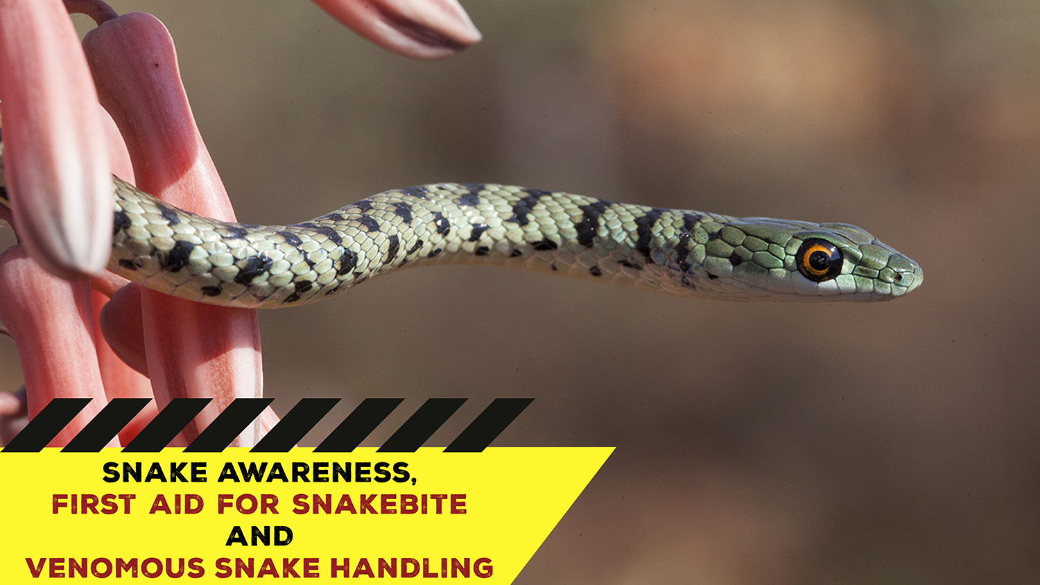 Snake Awareness & Venomous Snake Handling (Gauteng) - 2021-01-30 ...