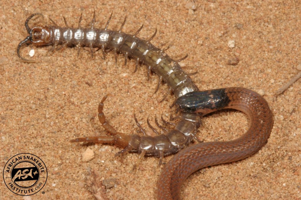 What is the deadliest snake in Southern Africa? - African Snakebite ...