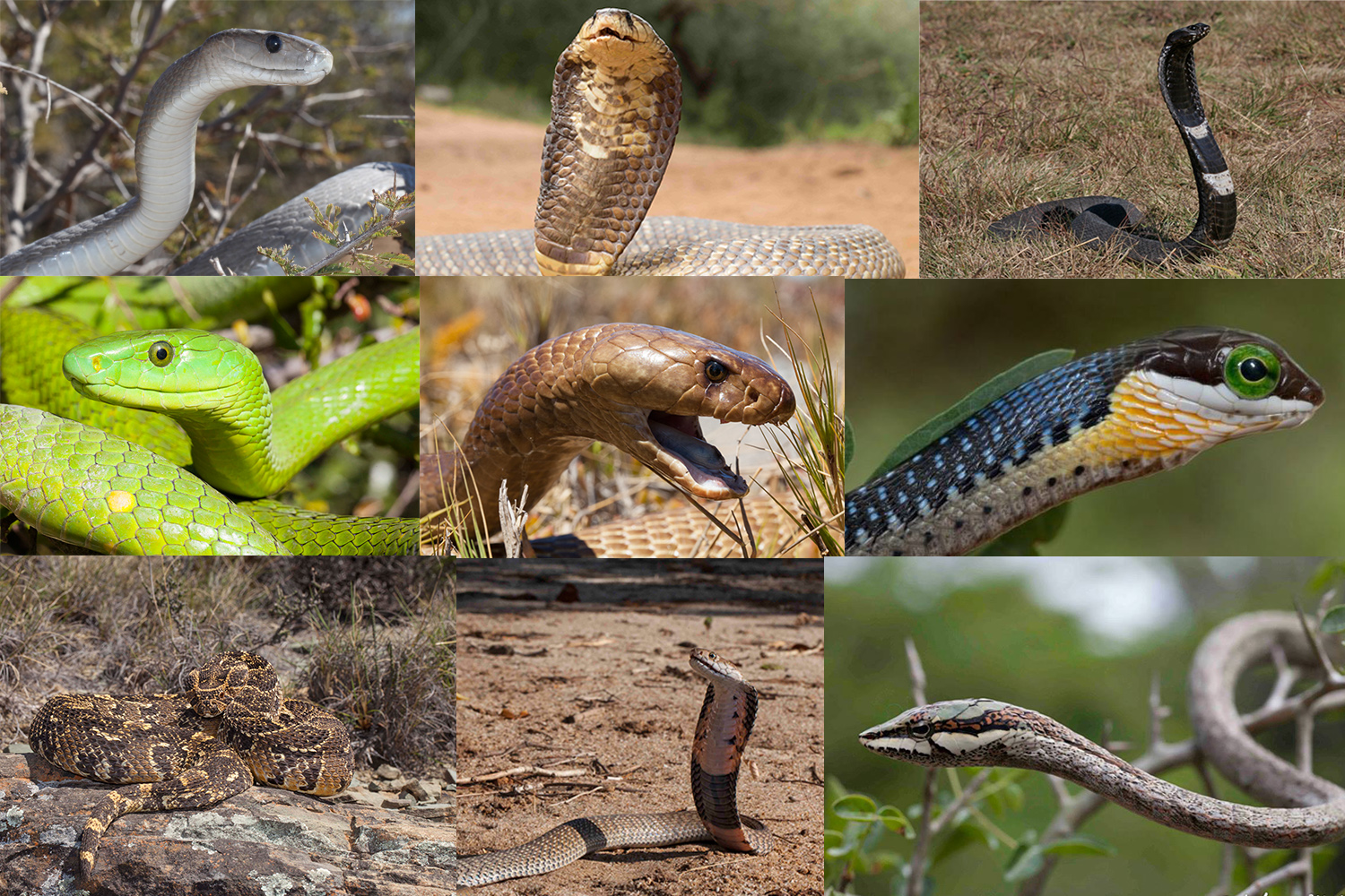 What is the deadliest snake in southern Africa? | Arachnoboards