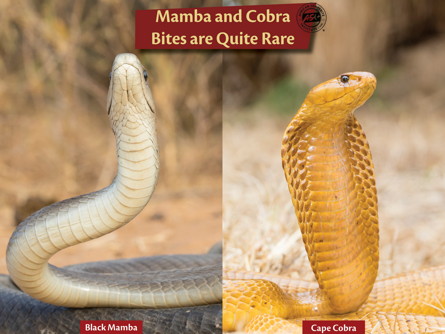 What is the deadliest snake in Southern Africa? - African Snakebite ...