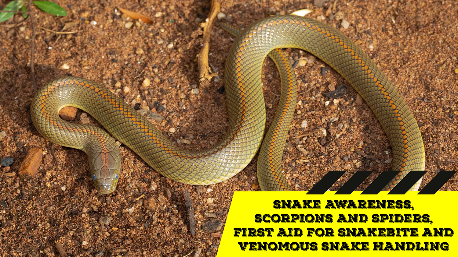 Snake Awareness & Venomous Snake Handling (Gauteng) - 2021-02-26 ...