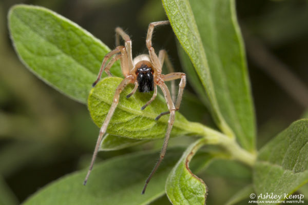 Are South African Sac Spiders (Cheiracanthium sp., Cheiracanthidae ...