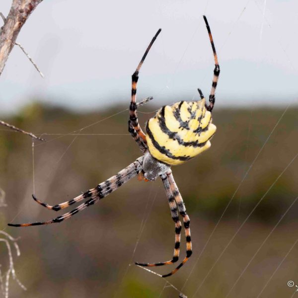 Spiders - African Snakebite Institute