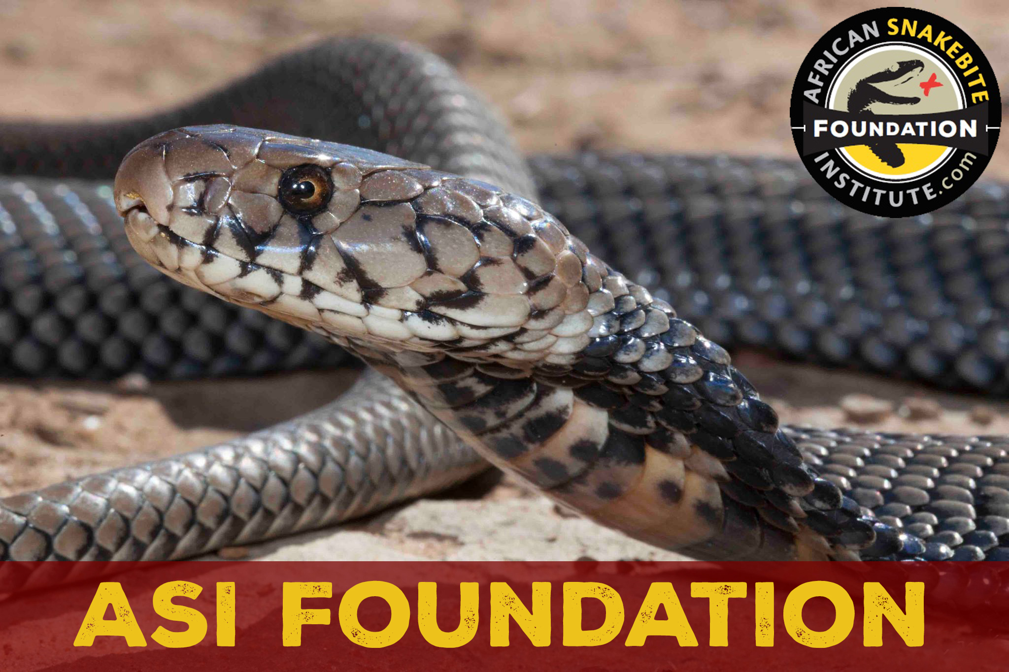 Donate to a good cause - The ASI Foundation - African Snakebite Institute