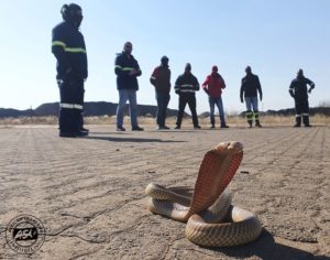 Snakes and workplace safety - African Snakebite Institute