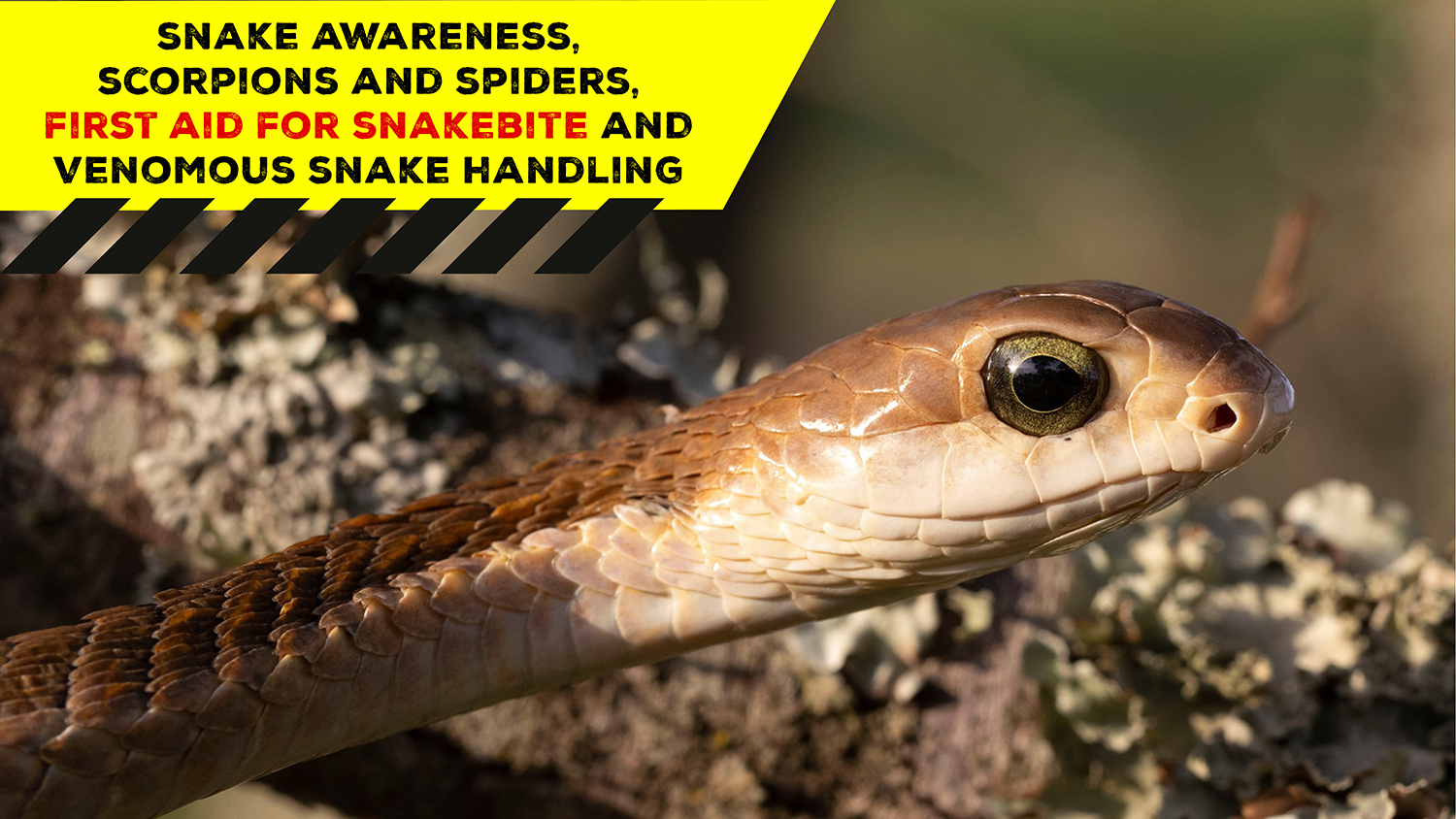 Snake Awareness & Venomous Snake Handling (Gauteng) - 2021-06-30