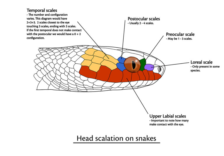 Identifying Snake Skins - African Snakebite Institute