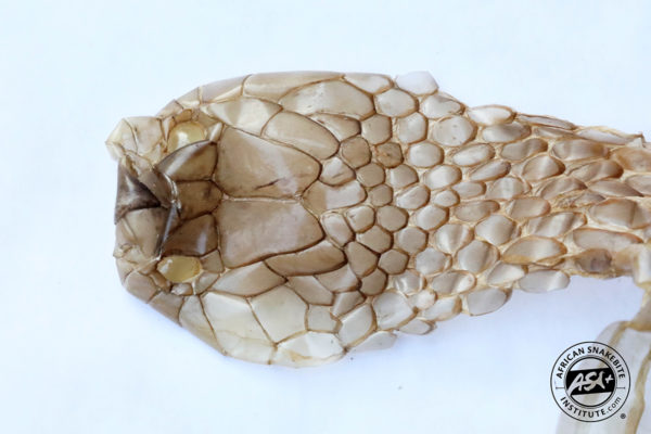 Identifying Snake Skins - African Snakebite Institute