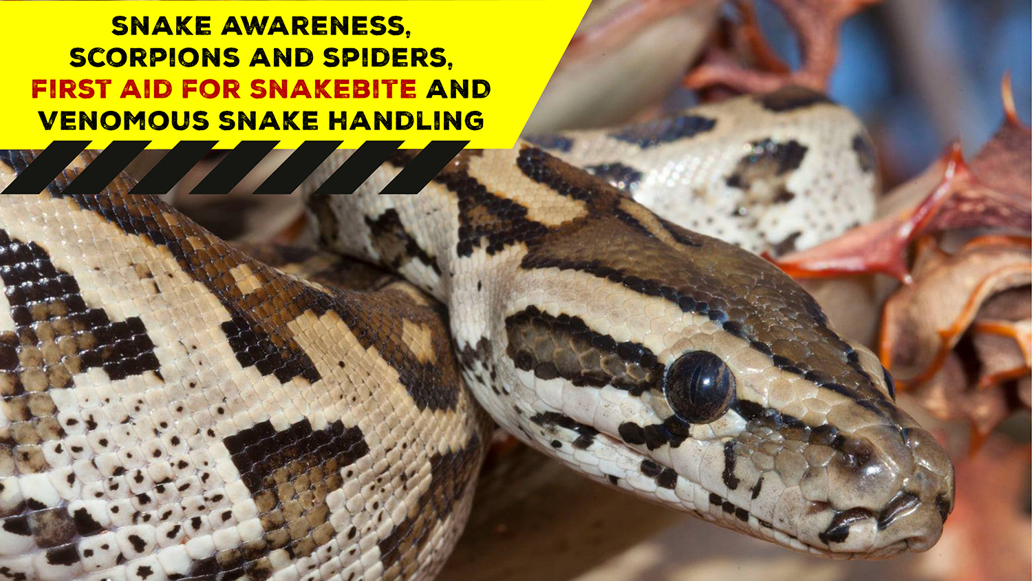 Snake Awareness & Venomous Snake Handling (Gauteng) - 2021-10-02