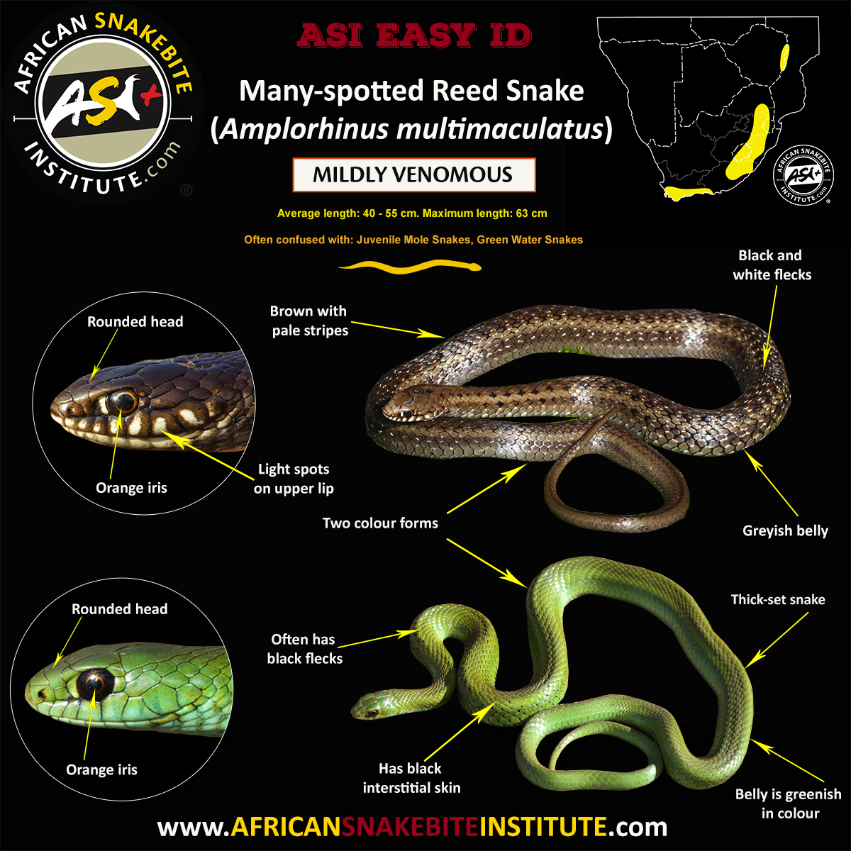 Many-spotted Reed Snake - African Snakebite Institute