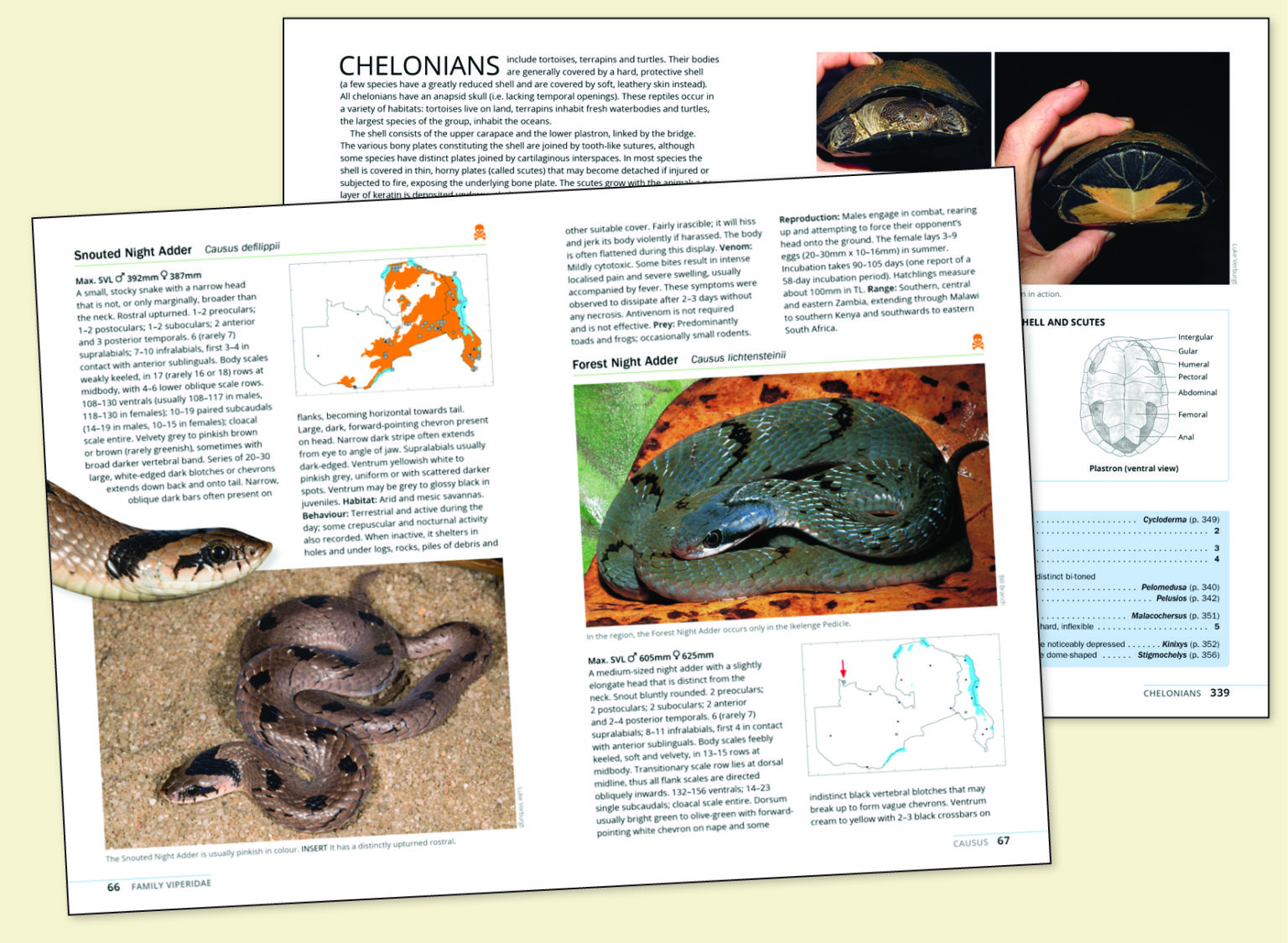 Snakes and other Reptiles of Zambia and Malawi - African Snakebite ...