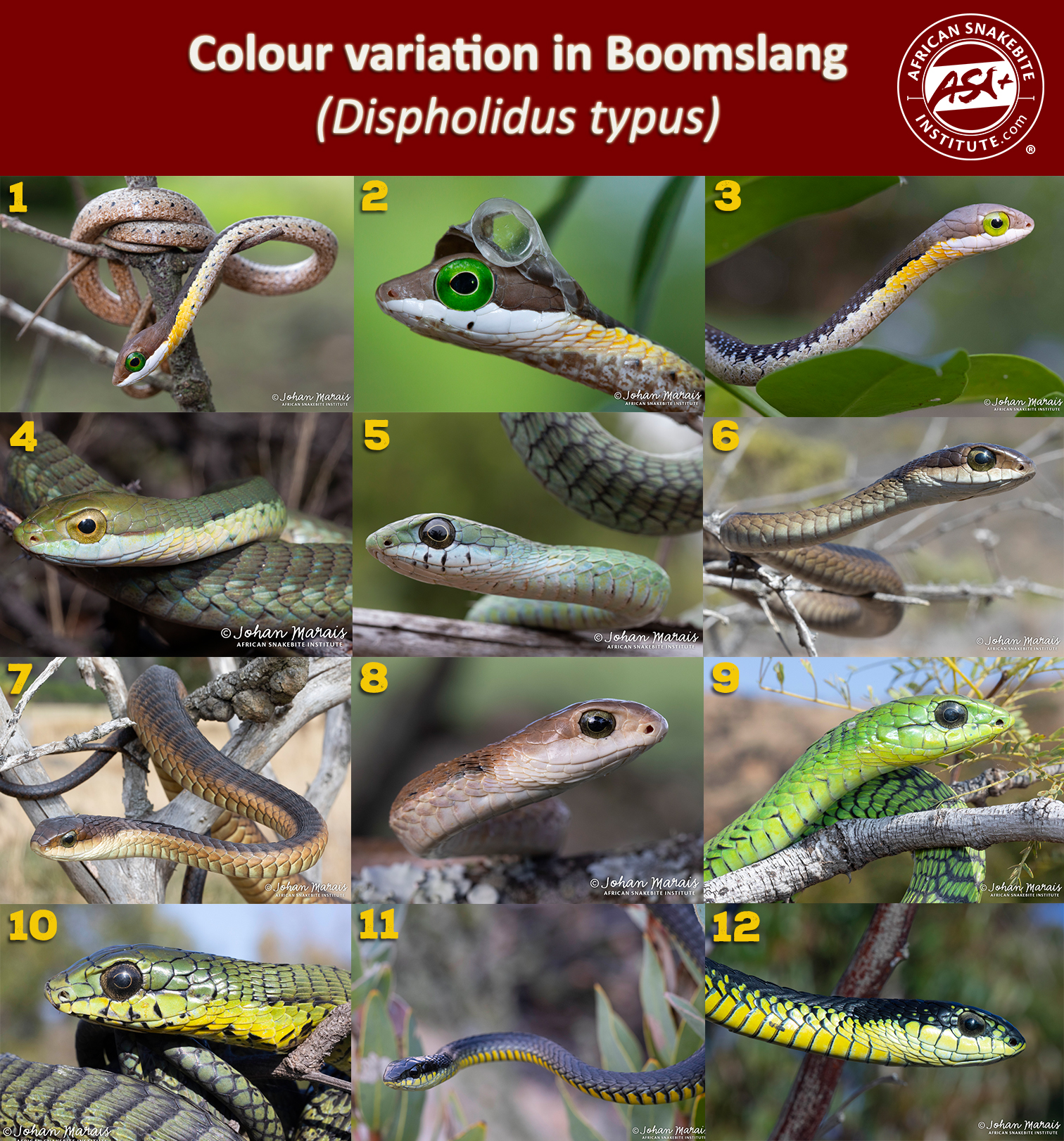 Colour variation in Boomslang - African Snakebite Institute