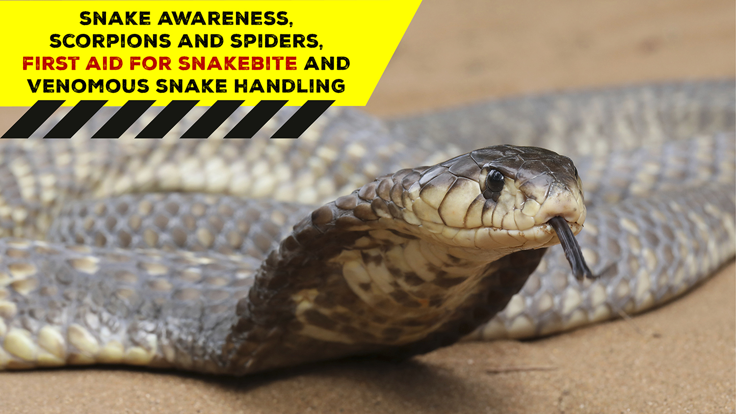 Snake Awareness & Venomous Snake Handling (Gauteng) - 2021-11-27