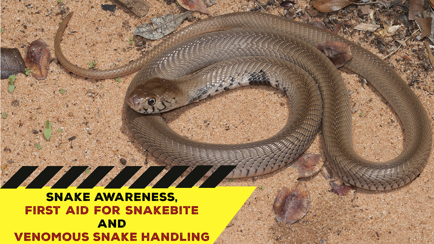 Snake Awareness & Venomous Snake Handling (Gauteng) - 2022-01-29