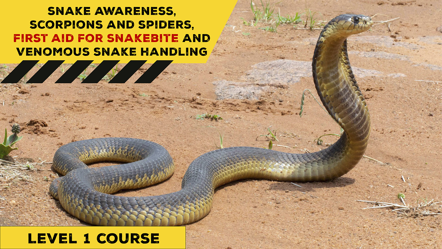 Snake Awareness & Venomous Snake Handling (Gauteng) - 2022-05-14