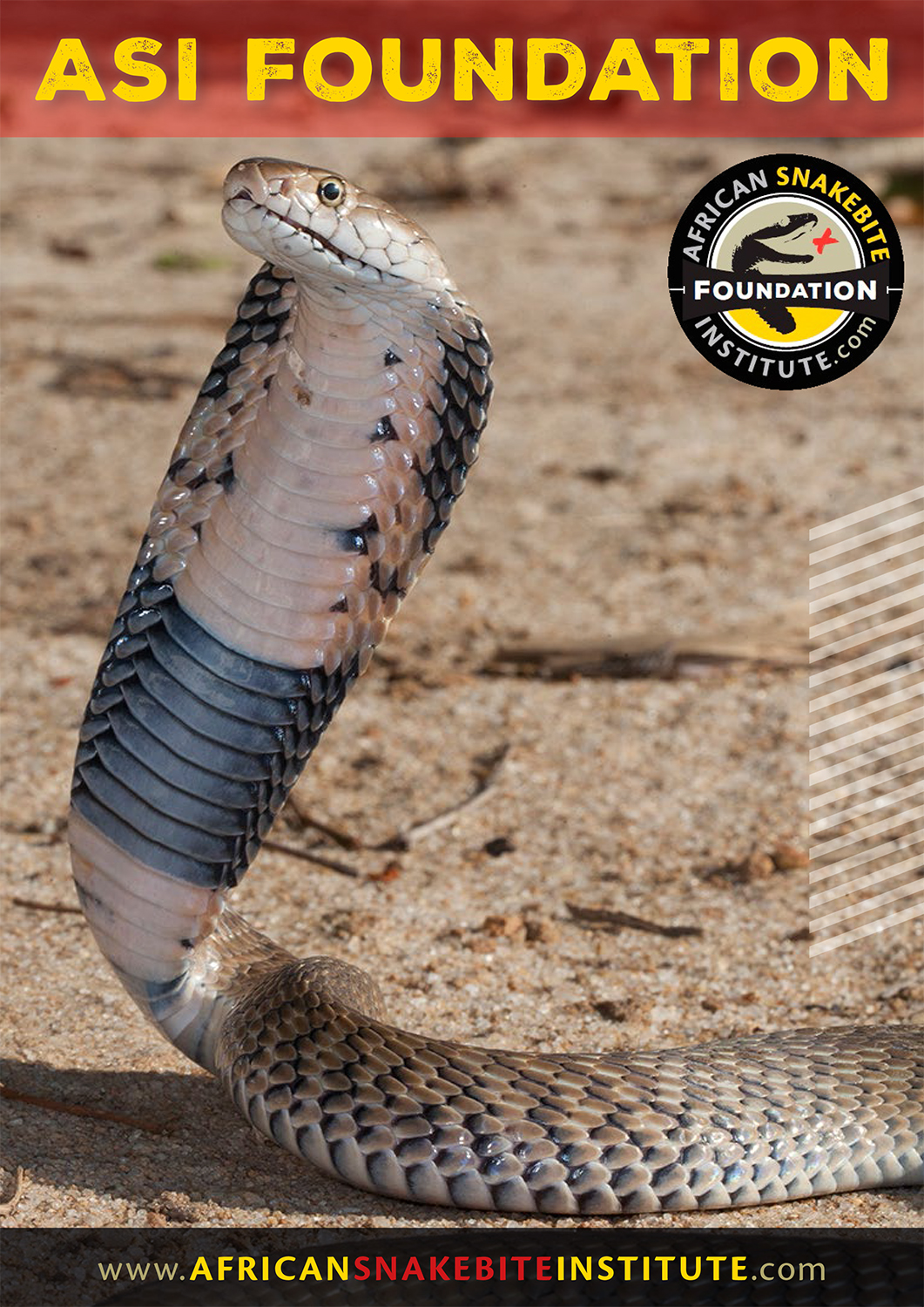 ASI Foundation - African Snakebite Institute