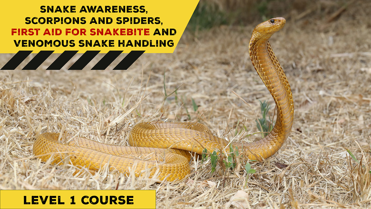 Snake Awareness & Venomous Snake Handling (Free State) - 2022-05-14