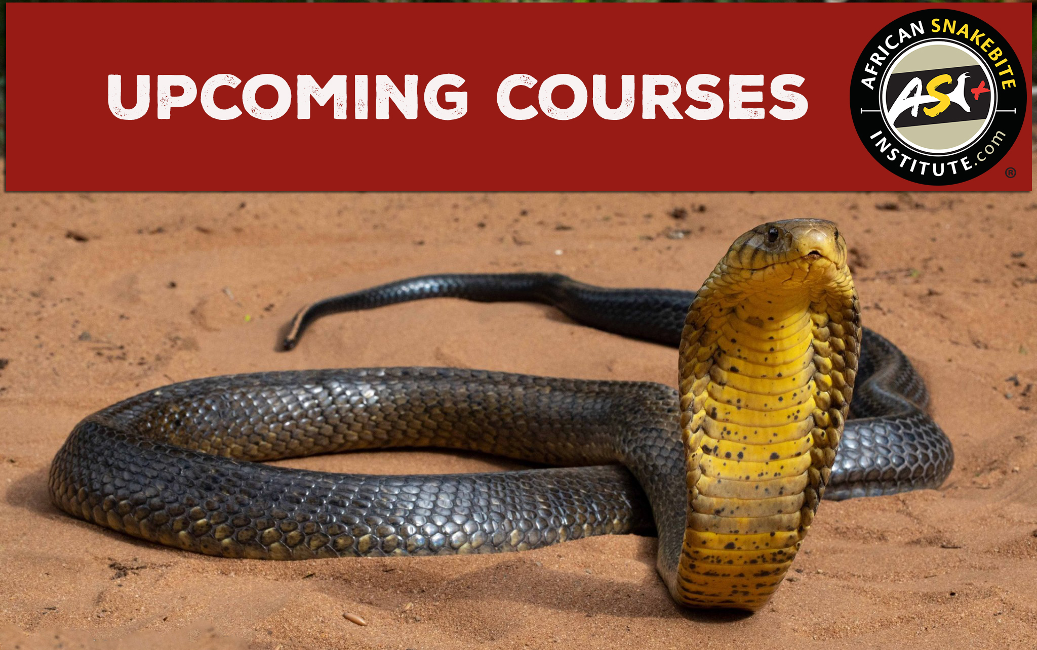 KwaZulu-Natal Snake Courses - African Snakebite Institute