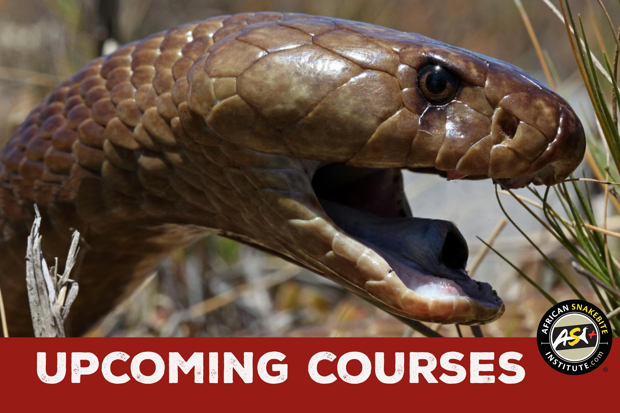 Northern Cape Snake Courses - African Snakebite Institute
