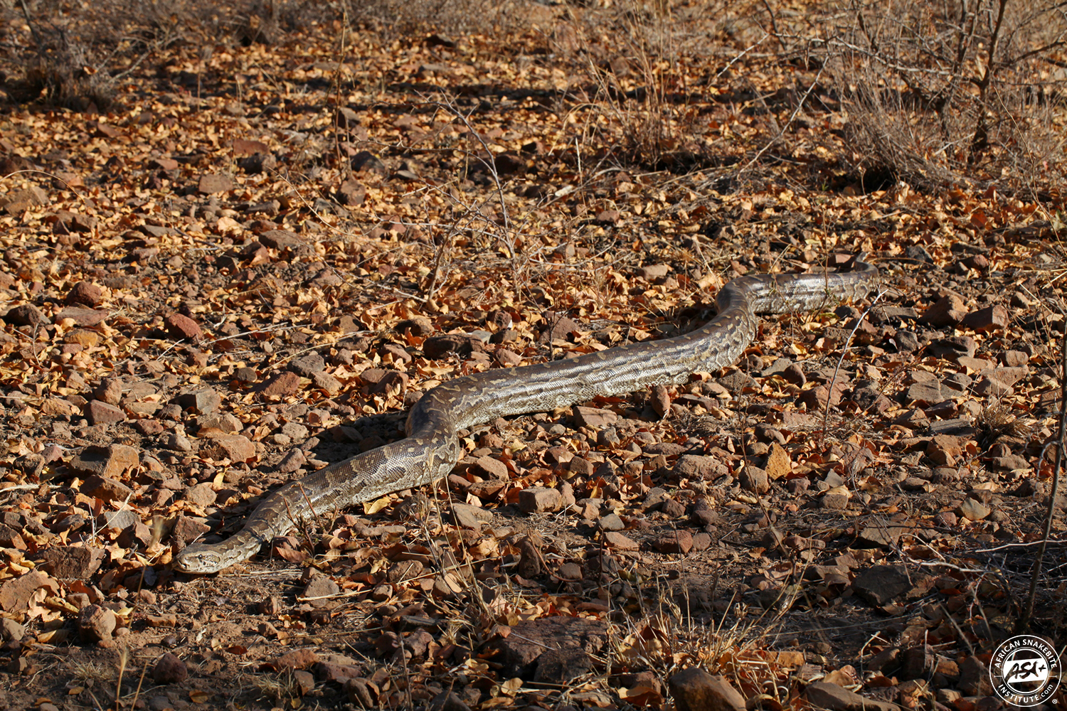 On Territories and Home Ranges - African Snakebite Institute