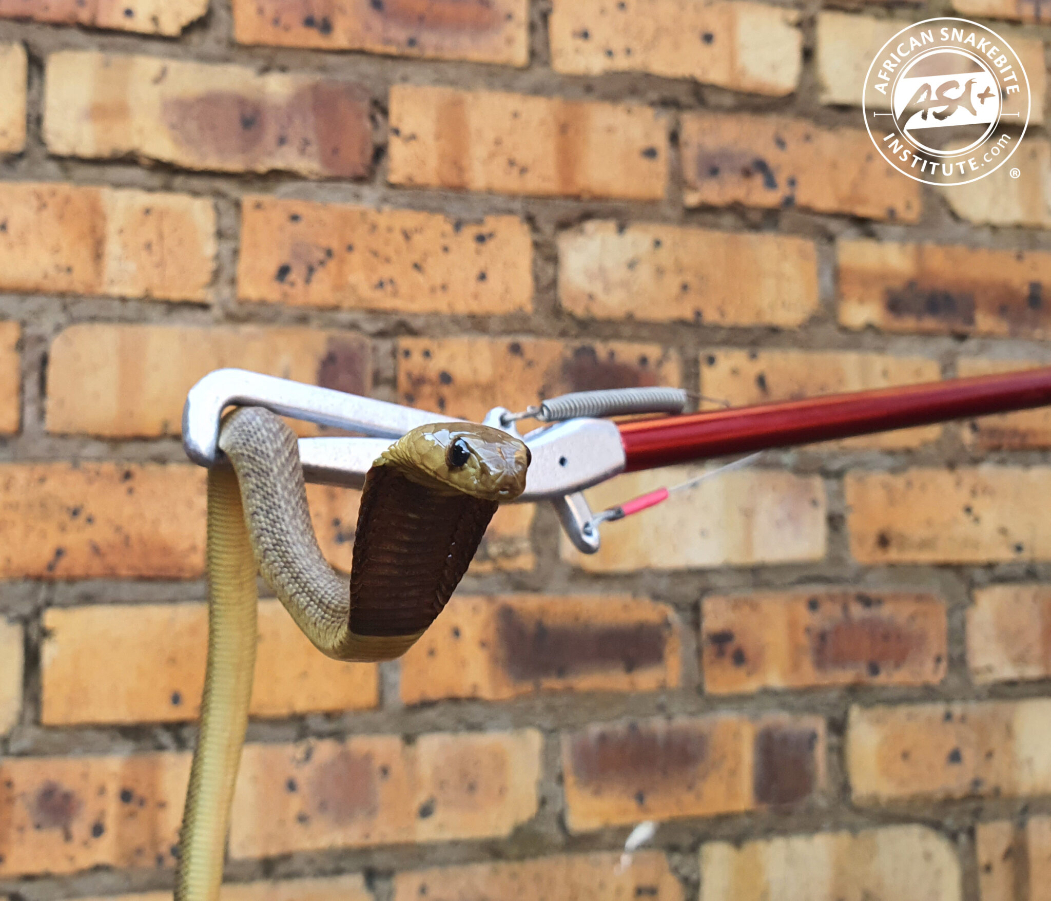 ASI Mini Snake Tongs (55 cm) - African Snakebite Institute