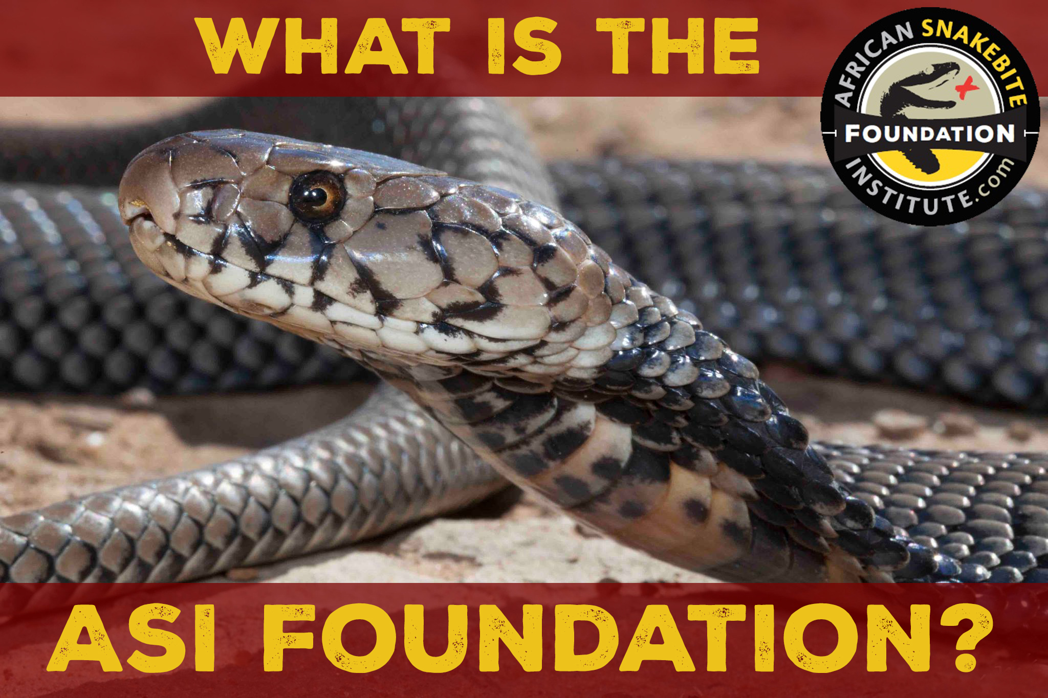 What is the ASI Foundation? - African Snakebite Institute