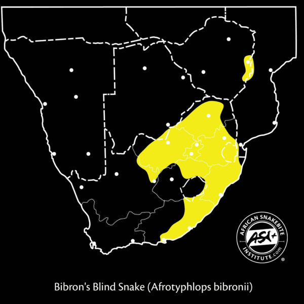 Bibron’s Blind Snake - African Snakebite Institute