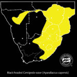 Black-headed Centipede-eater - African Snakebite Institute