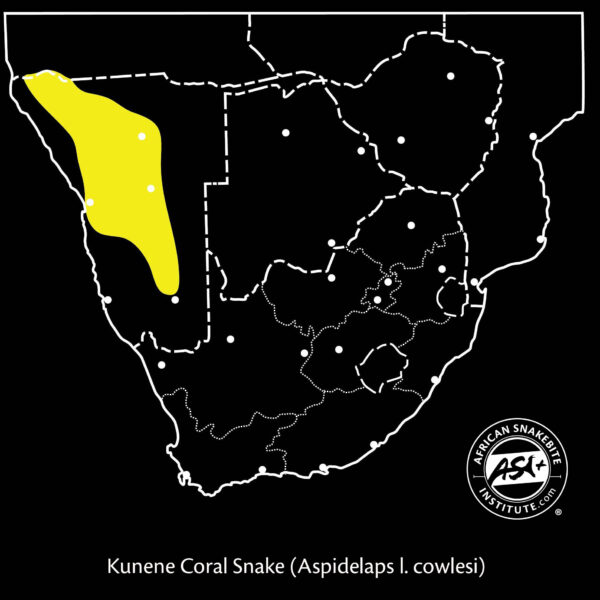 Kunene Coral Snake - African Snakebite Institute