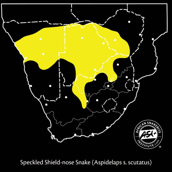Speckled Shield-nose Snake - African Snakebite Institute