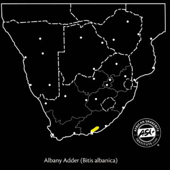 Albany Adder - African Snakebite Institute