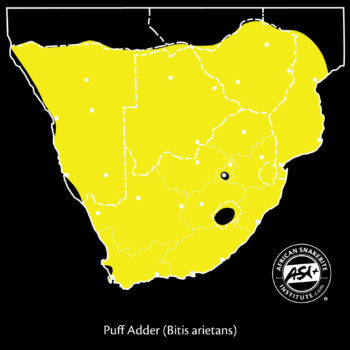Puff Adder - African Snakebite Institute