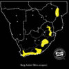 Berg Adder - African Snakebite Institute