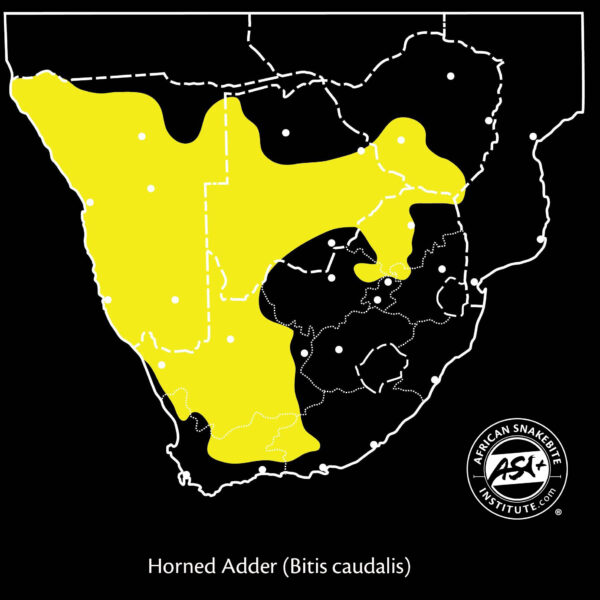 Horned Adder - African Snakebite Institute