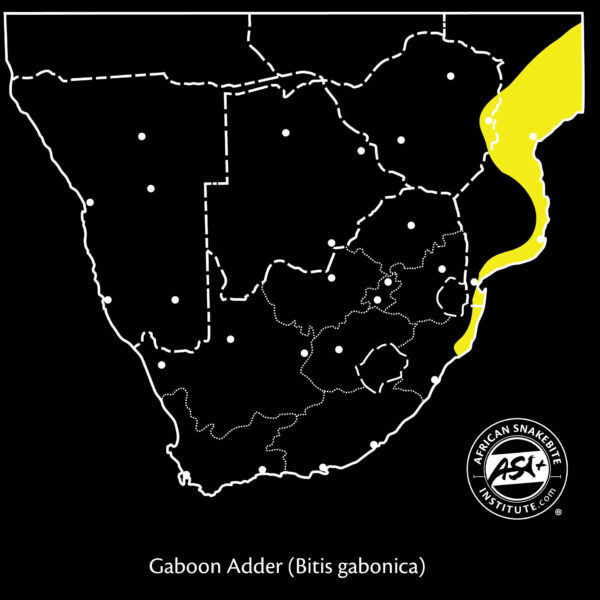 Gaboon Adder - African Snakebite Institute