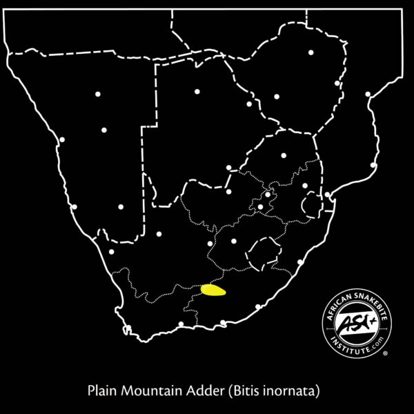 Plain Mountain Adder - African Snakebite Institute